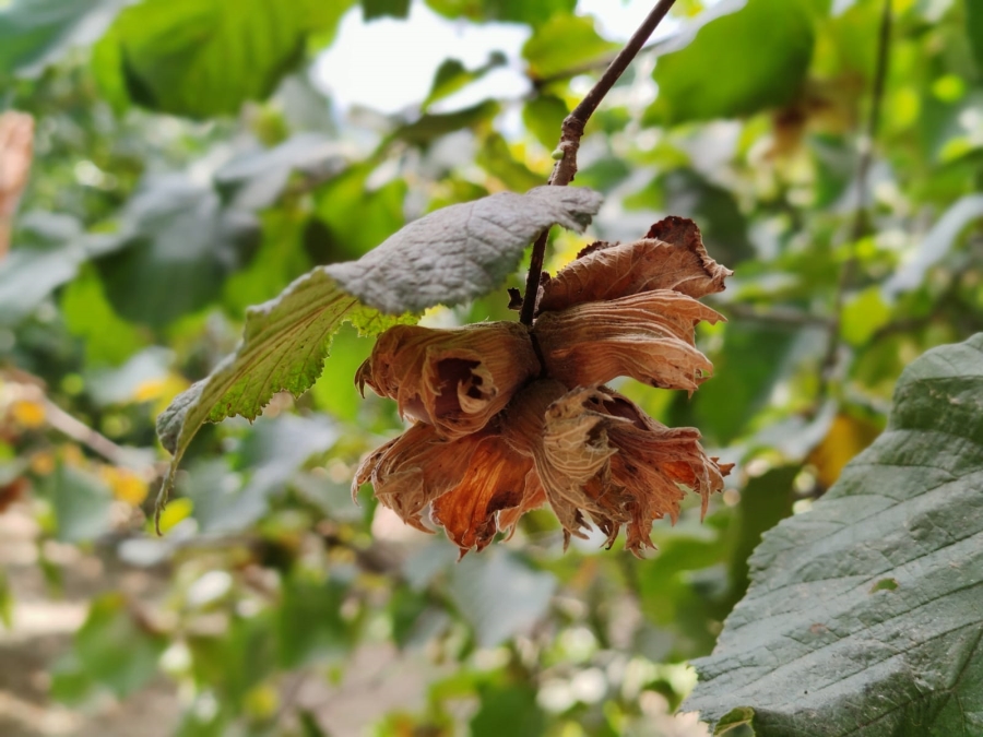 İNEGÖL'DE FINDIK HASADI BAŞLADI
